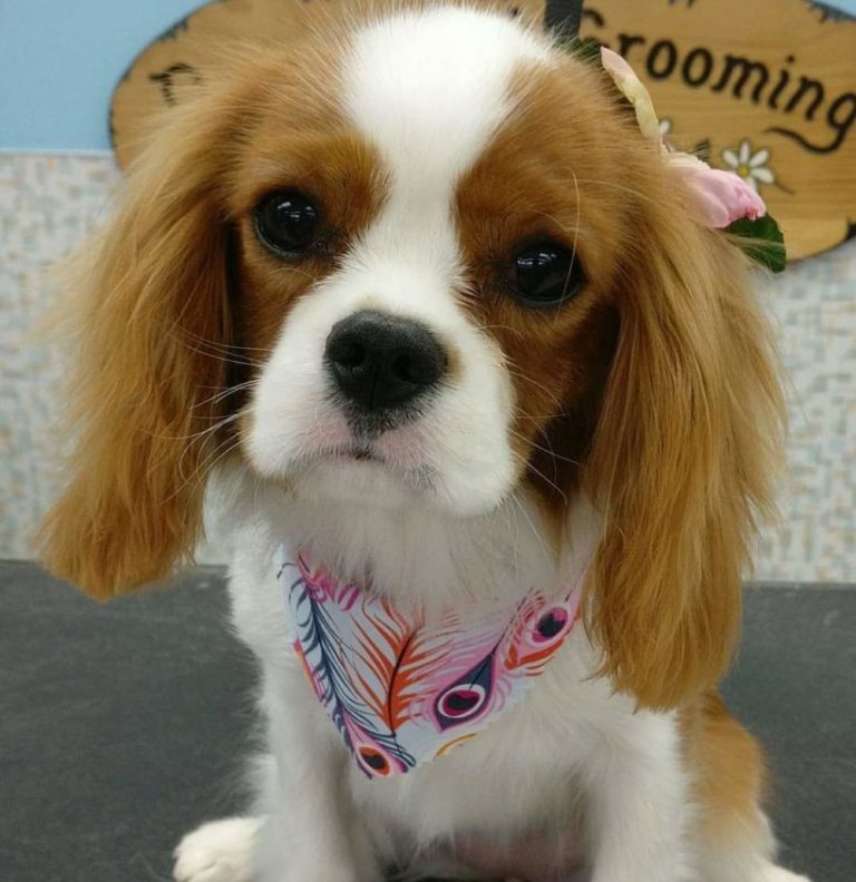 Daisy's Pet Grooming - Doggy daycare, pet walking and health and safety ...
